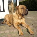 Immermoed Abdoel (Nelis) | Immermoed Boerboels