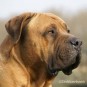 Immermoed Abdoel (Nelis) | Immermoed Boerboels
