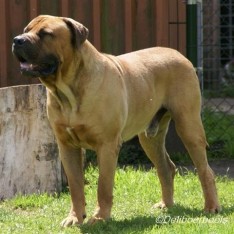 Immermoed Abdoel (Nelis) | Immermoed Boerboels
